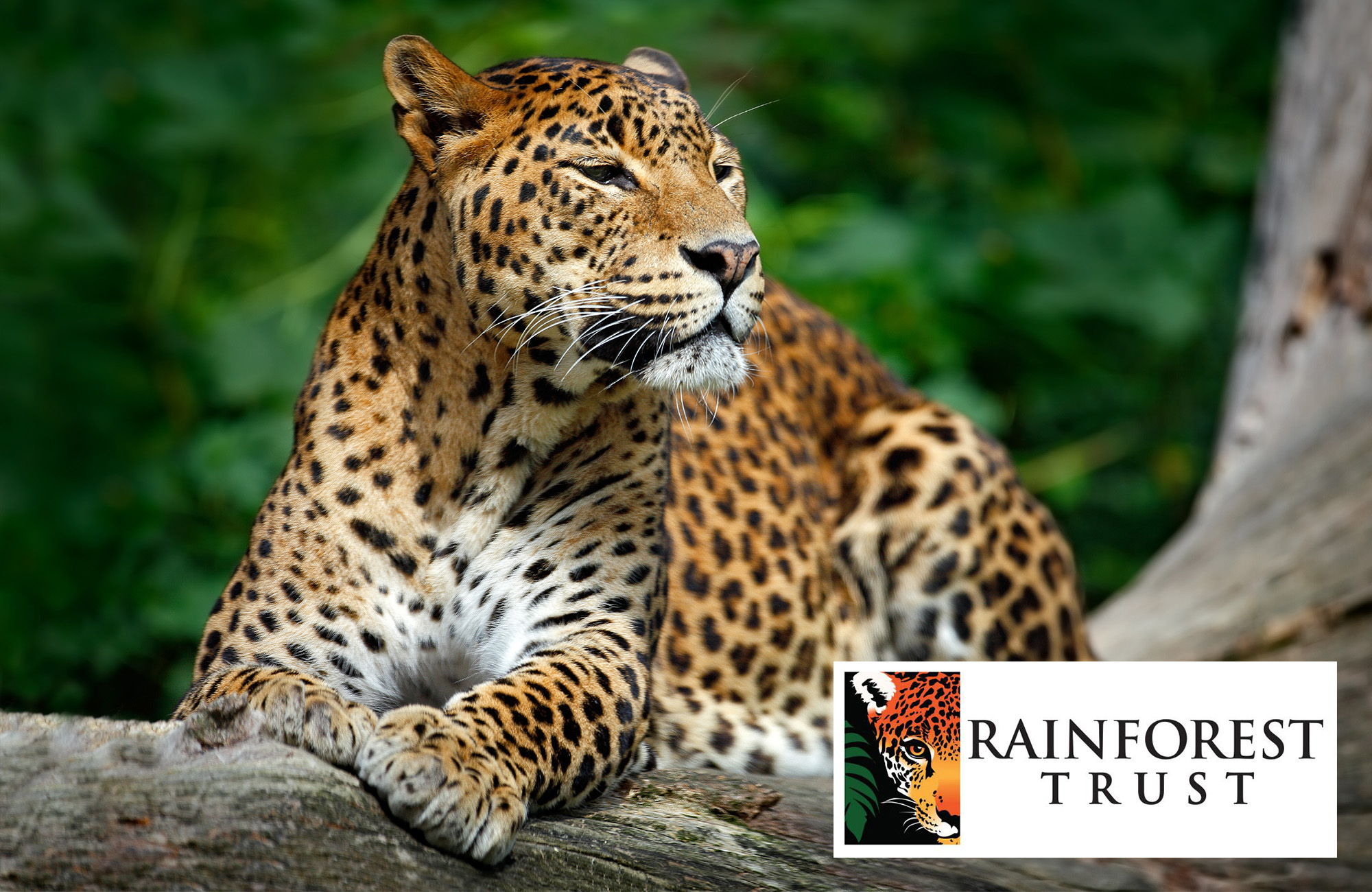 Our Top 10 Environmental Charities to Donate to this Holiday Season ...